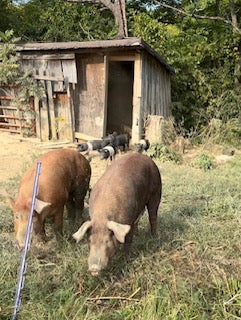 customize your pork cuts, order a whole or half hog – Eggleston Farm ...